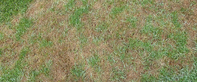 Pythium Blight Disease Treatment Guide