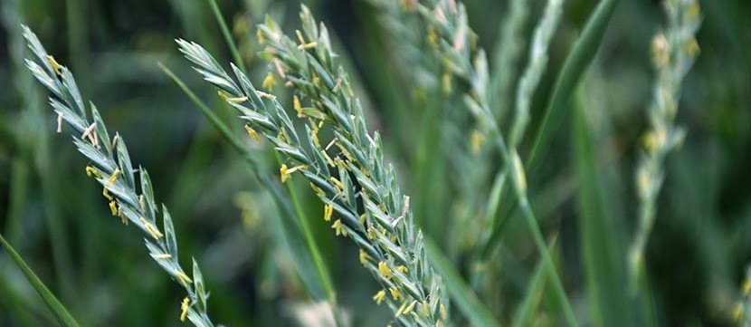 The Quackgrass Identification Guide