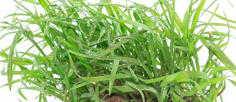 The Quackgrass Inspection Guide