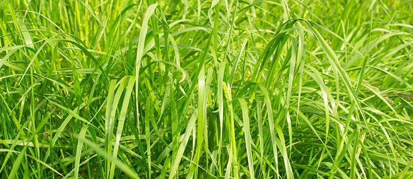The Quackgrass Treatment Guide