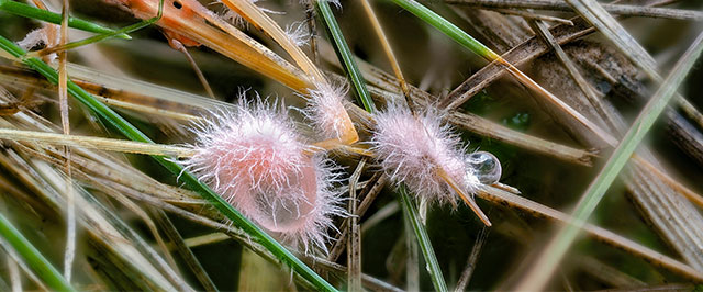How to Treat Red Thread Lawn Disease