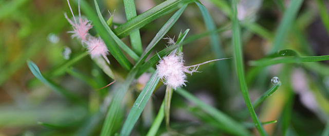 How to Inspect for Red Thread Lawn Disease