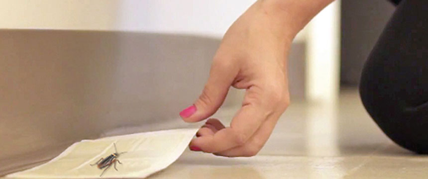 Cockroach Inspection - Where Do Roaches Hide