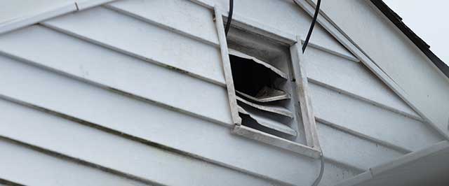 Rodent Proofing For Fall