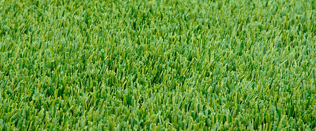 How to Care for Perennial Ryegrass