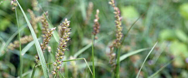 Sandspur Weed Identification Guide