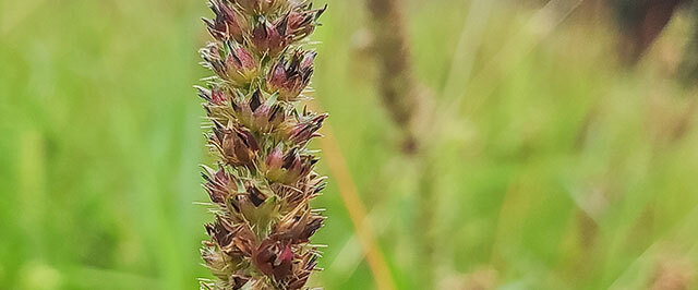 Sandspur Weed Inspection Guide