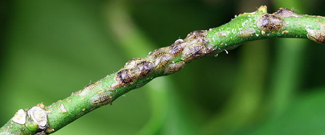 Scale Insect Inspection Guide