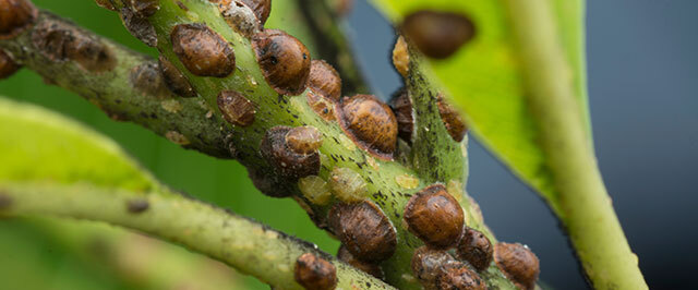 How to Get Rid of Scale Insects