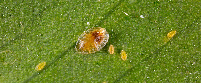 How to Identify Scale Insects