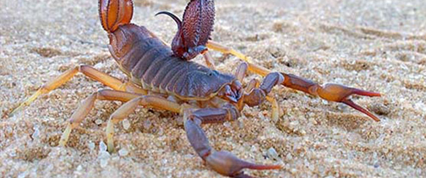 What Do Scorpions Look Like | Scorpion Identification Guide