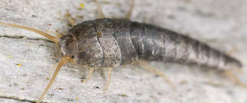 What Do Silverfish Look Like | Silverfish Identification Guide