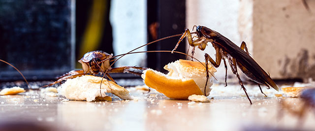 Smoky Brown Roach Identification and Biology