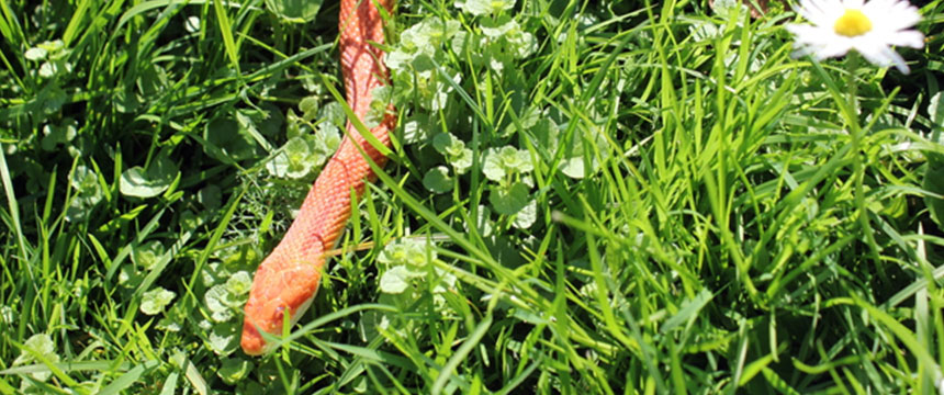 Snake Identification Anatomy Life Cycle Types Of Snakes