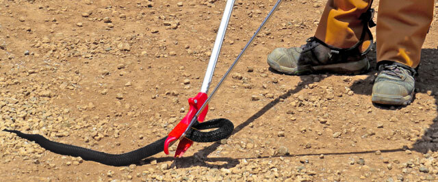 How to Get Rid of Snakes - Snake Control & Removal