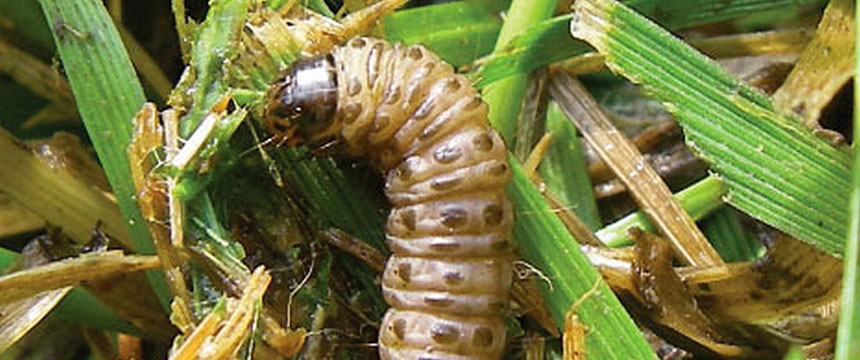 What do Sod Webworms Look Like? | Sod Webworm (Lawn Moths ...