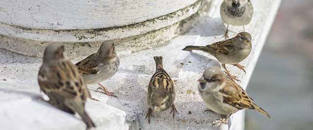 Sparrow Control, House Sparrow Control, Get Rid of Sparrows