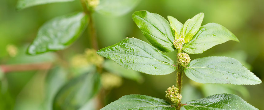 What is Spurge | Spurge Weed Identification Guide