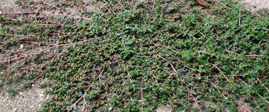 How to Check your Lawn for Spurge | Spurge Weed Inspection Guide