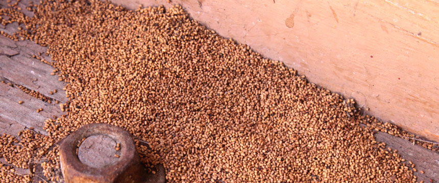 Termite Home Inspection | How To Inspect For Termites For Free