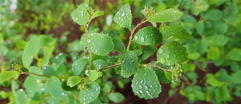 What is a Surfactant?