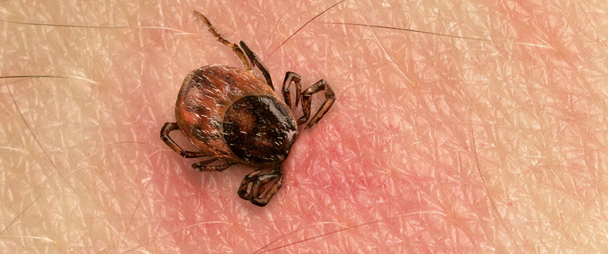 What Do Ticks Look Like? | Tick Identification Guide