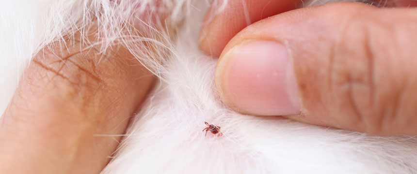 How To Check For Ticks - Tick Inspection