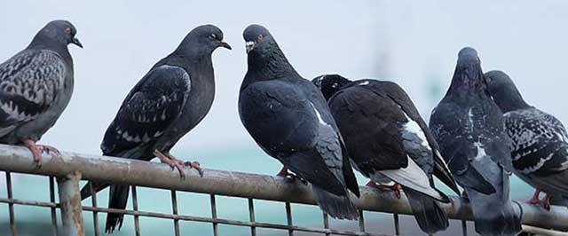 Urban Pest Birds, Pest Control Birds, Nuisance Birds