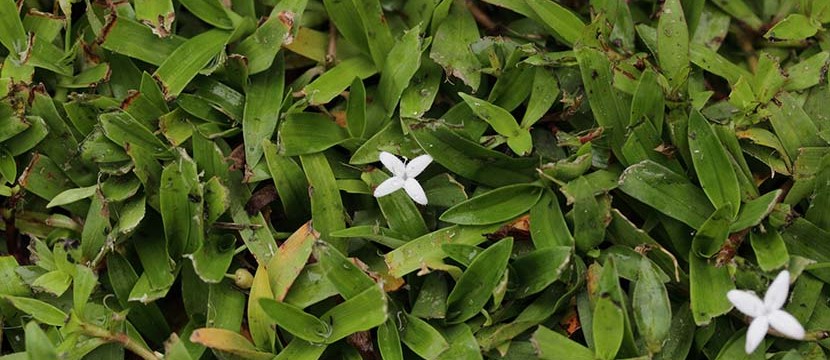 The Virginia Buttonweed Identification Guide