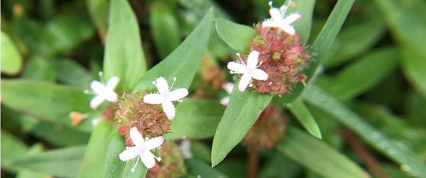 The Virginia Buttonweed Inspection Guide