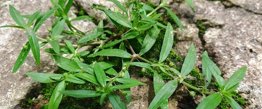 How to Get Rid of Virginia Buttonweed