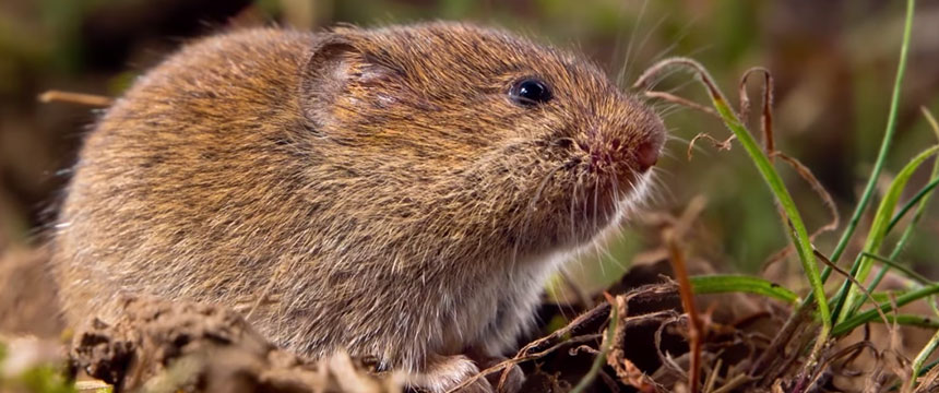 Vole Identification Guide | What Is A Vole, What Do They Eat & Look Like