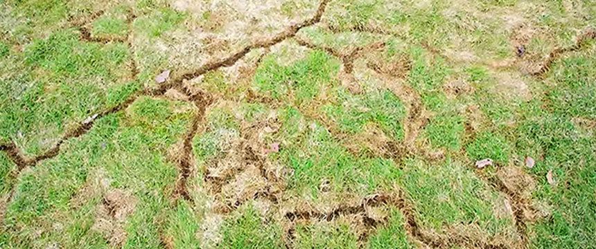 Vole Inspection Guide | Vole Damage, Tunnels, & Signs of Voles