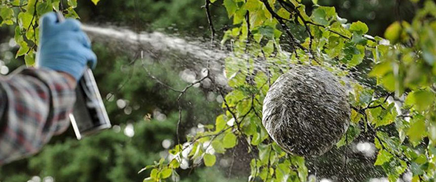 How to Get Rid of & Kill Wasps and Hornets - Wasp Nest Removal & Control