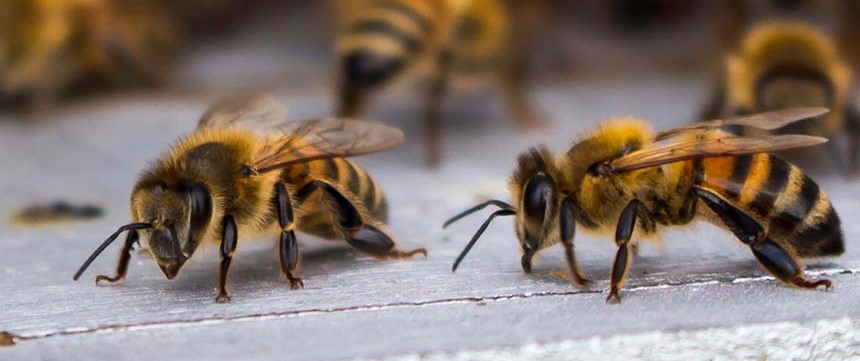 Yellow Jackets Identification and Biology