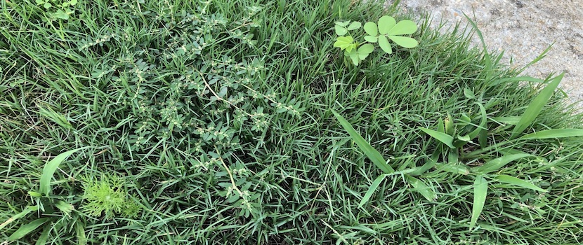 Weed Identification In Lawns and Landscapes - How to ID Different Types ...