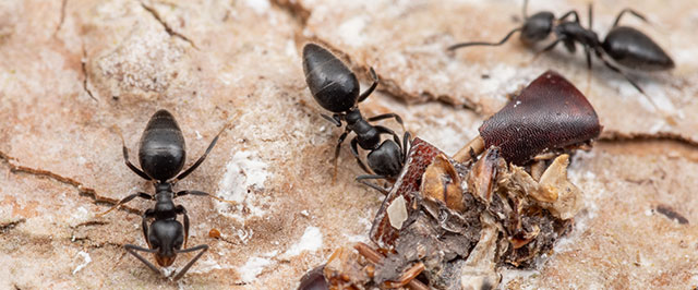 White-footed Ant Identification & Biology