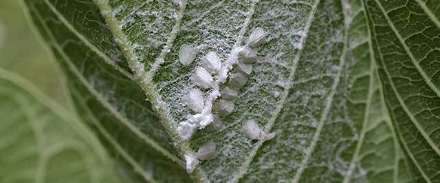Whitefly Inspection - How to Inspect Plants for Whiteflies - DoMyOwn.com