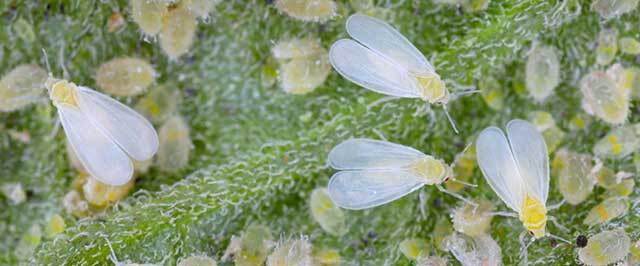 Whitefly Prevention - How to Prevent Whiteflies - DoMyOwn.com