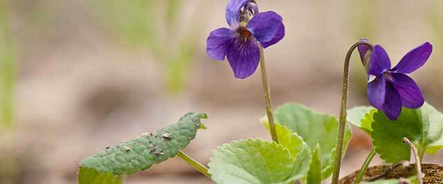 How to Prevent Wild Violets - Wild Violet Weed Prevention - DoMyOwn.com
