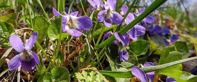 Wild Violet Weed Identification - How to Identify Wild Violets ...