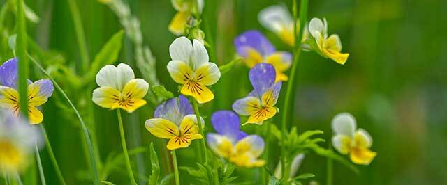 How to Find Wild Violet in Your Yard - Wild Violets Identification ...