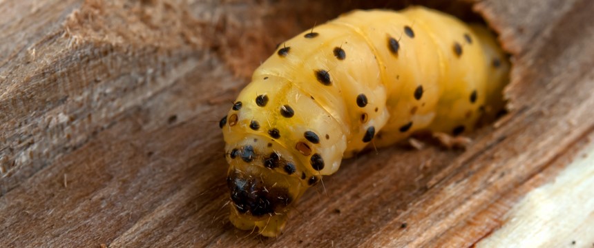 What Do Wood-Boring Beetles Look Like | Wood Bug Identification Guide